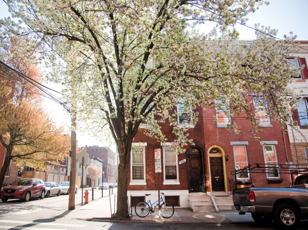 Top Places to View Cherry Blossoms at Peak Bloom in Philadelphia in ...